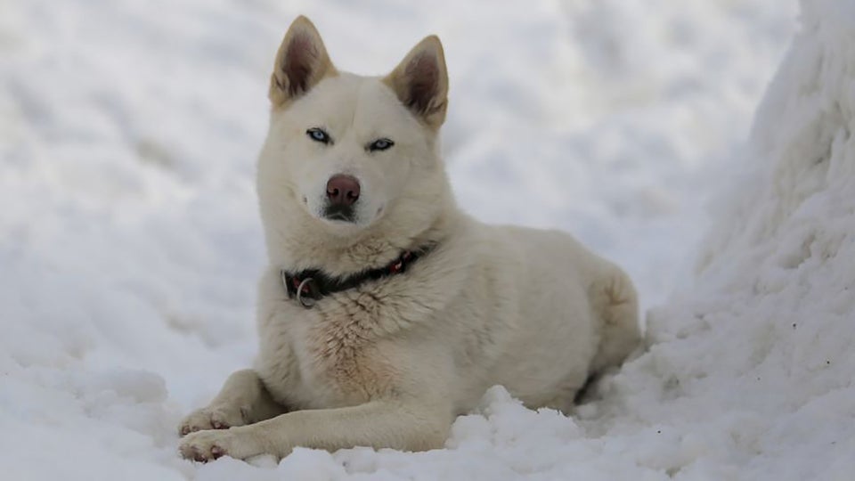 Snow Dog Breeds: 20 Best Pups for Winter Adventures