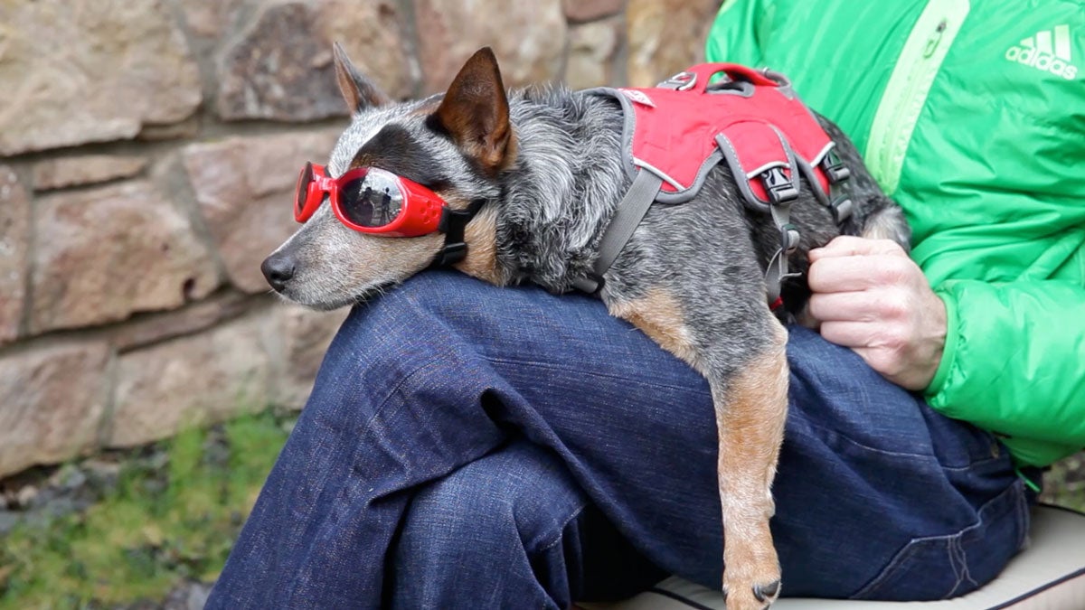 Meet Whisper: The World's First Wingsuit-Flying Dog - Outside Online