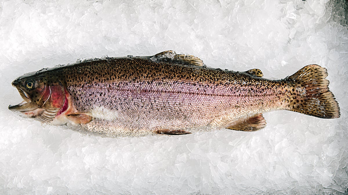 The Piscivore's Dilemma