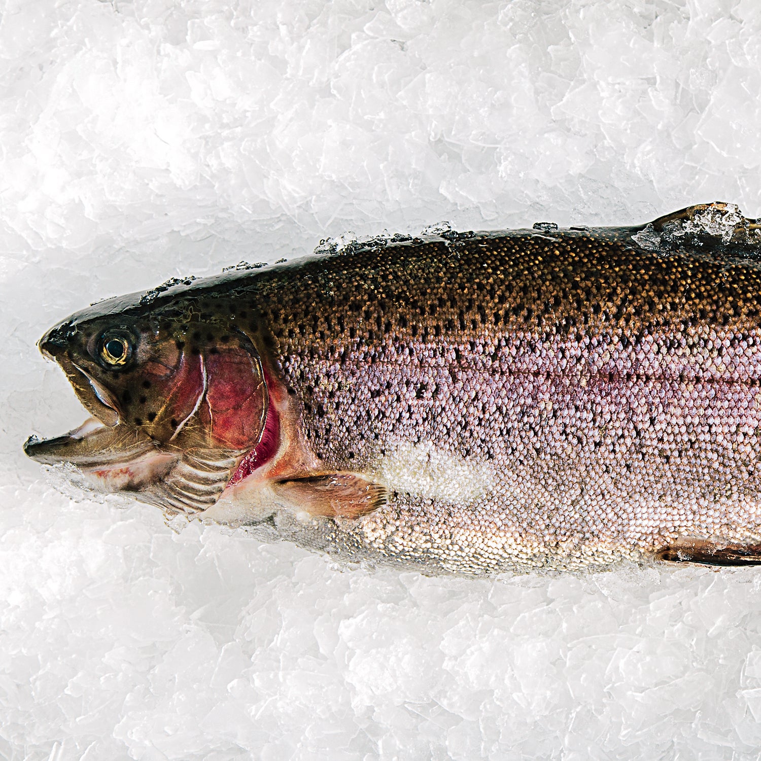 The Piscivore's Dilemma