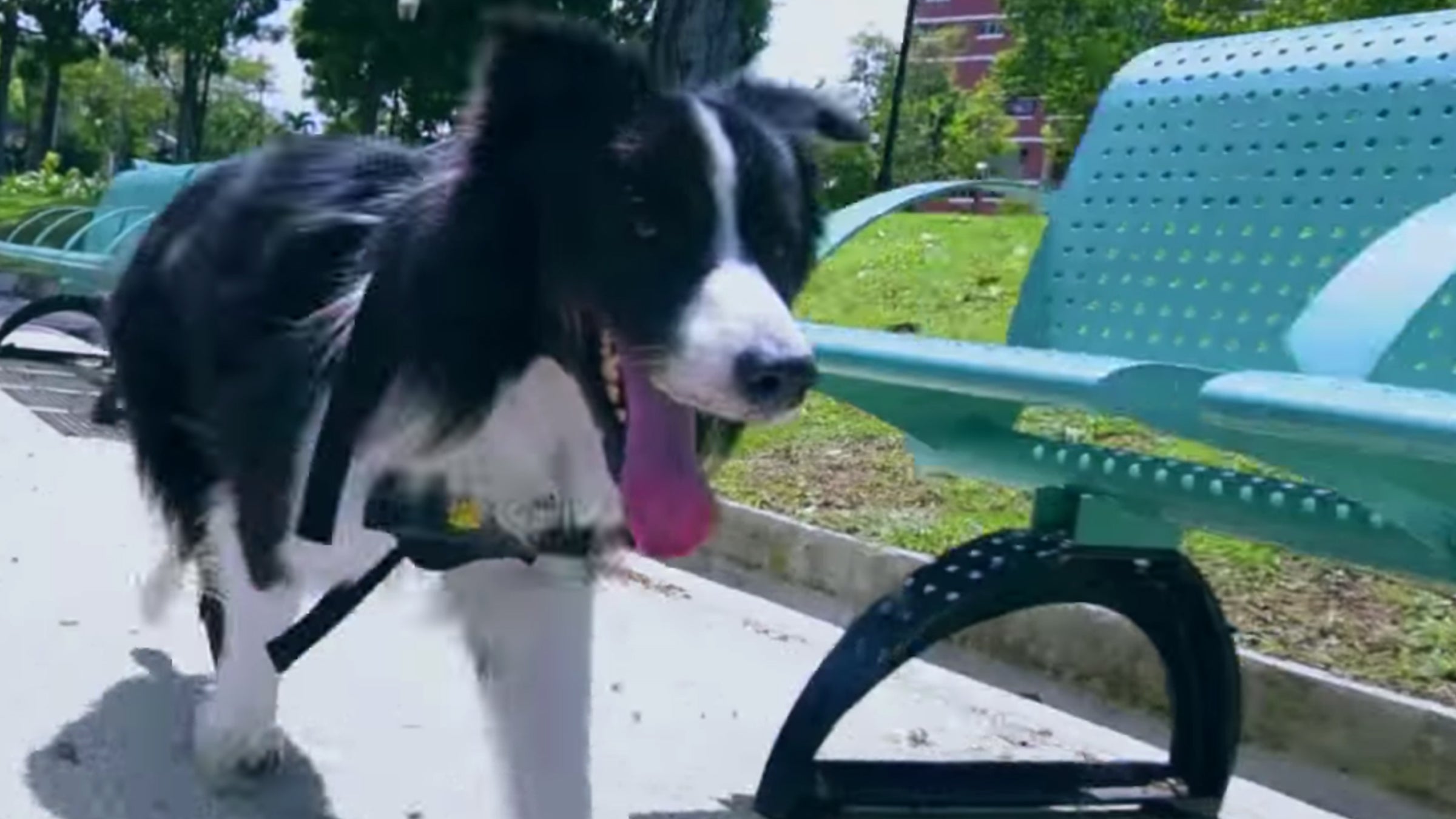 Nikon Develops Camera Mount for Dogs