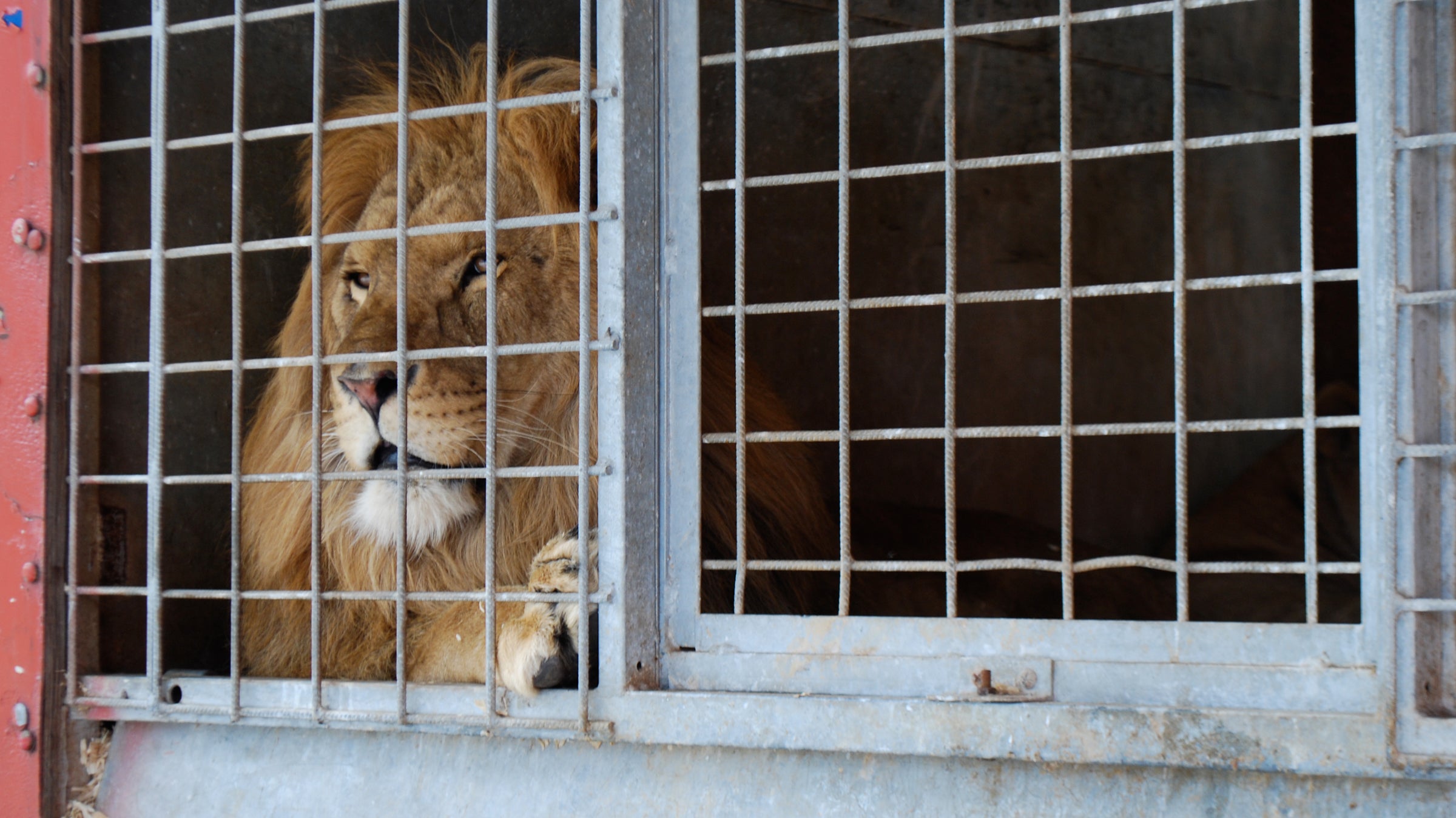 Animals Lion Grass Why Do Lions Eat And Vomit Grass?, Unlike