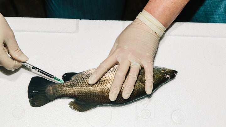 The Geniuses on the Front Lines of Sustainable Seafood - Outside Online