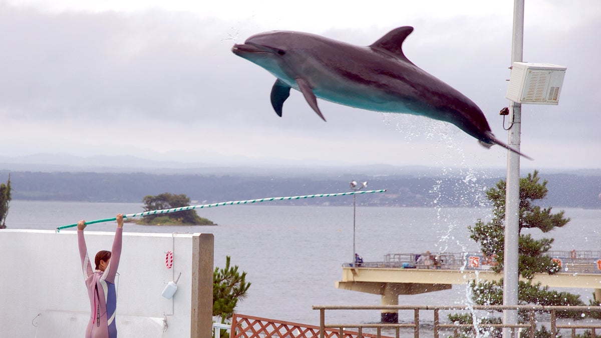 Japanese Zoos Vote to Stop Buying Taiji Dolphins
