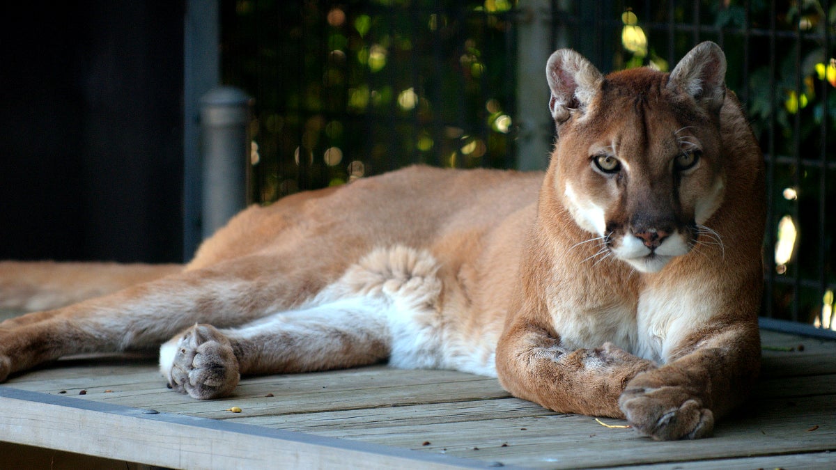 Feds Prepare to Declare Eastern Cougar Extinct