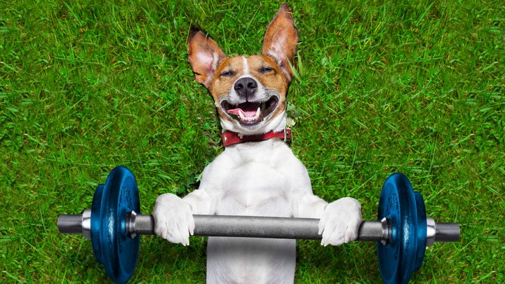 The 20 Best Active Dog Breeds