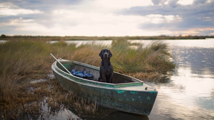 The Power and Beauty of Hunting Dogs - Outside Online