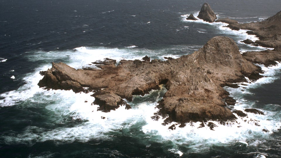 Shark Interrupts Swim to the Farallones