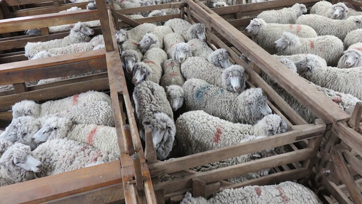 What Patagonia Has to Say About That Horrifying PETA Video