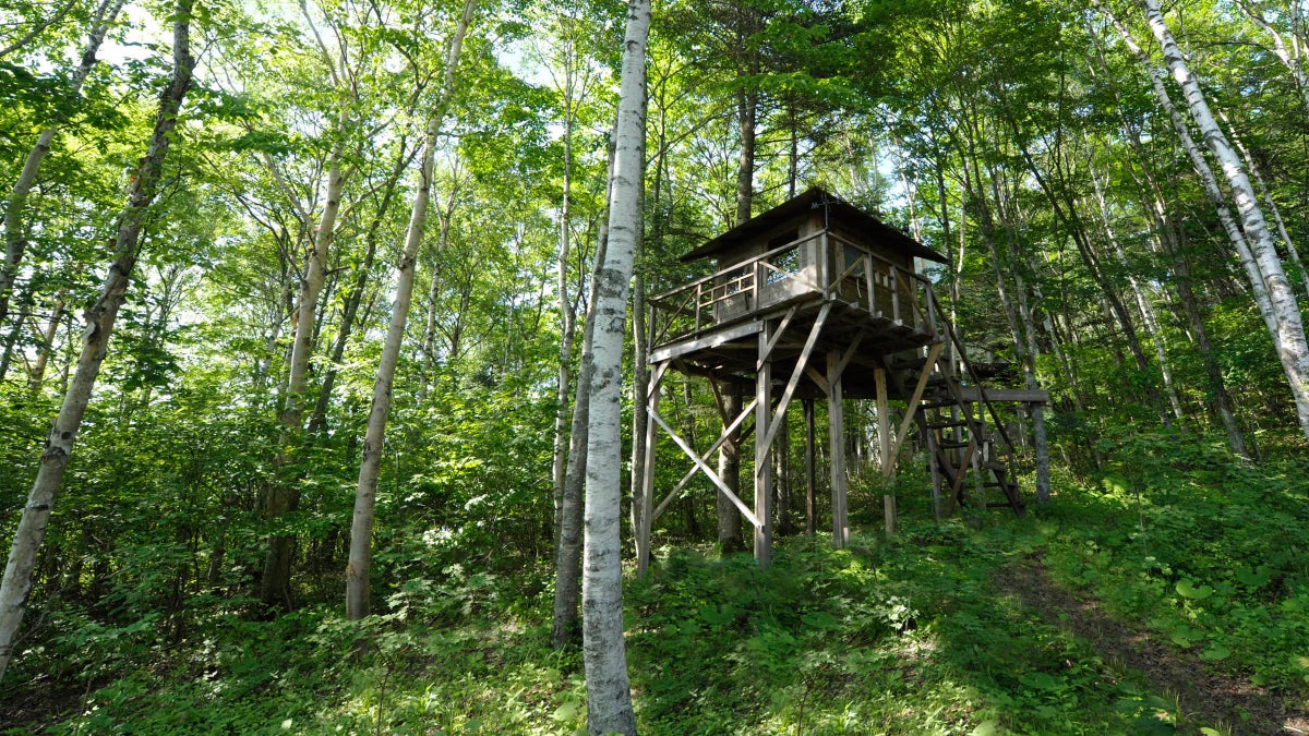 5 Tips for Building the Ultimate Tree House