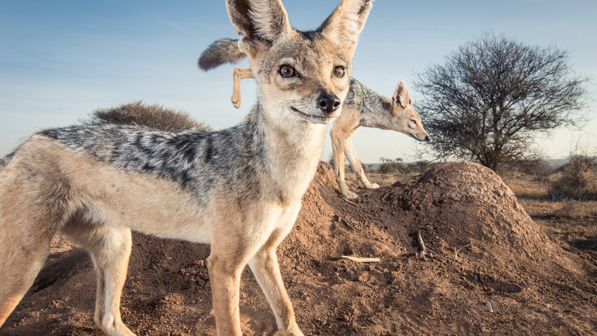 The Secret Lives of Wild Animals - Outside Online