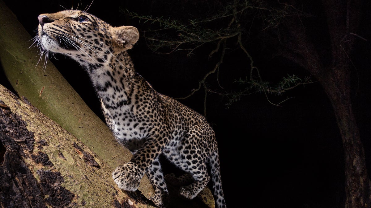 The Secret Lives of Wild Animals - Outside Online