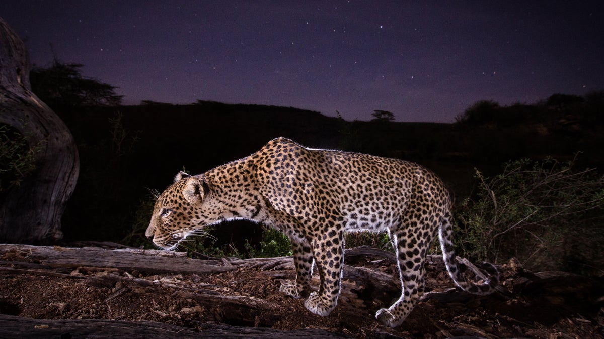 The Secret Lives of Wild Animals - Outside Online
