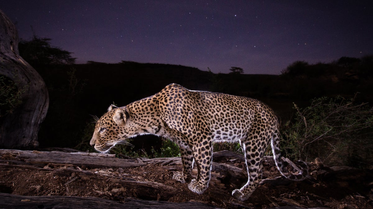 The Secret Lives of Wild Animals - Outside Online