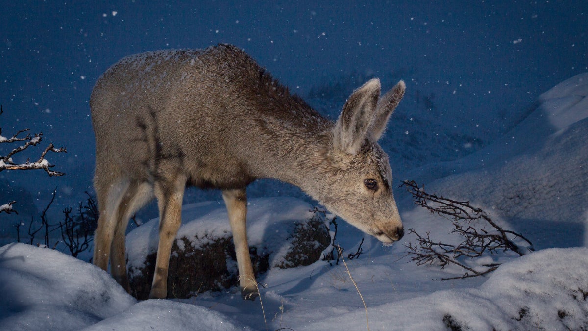 The Secret Lives of Wild Animals - Outside Online