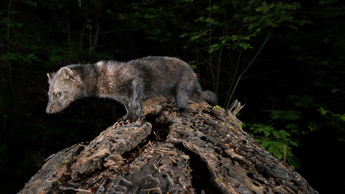 The Secret Lives of Wild Animals - Outside Online