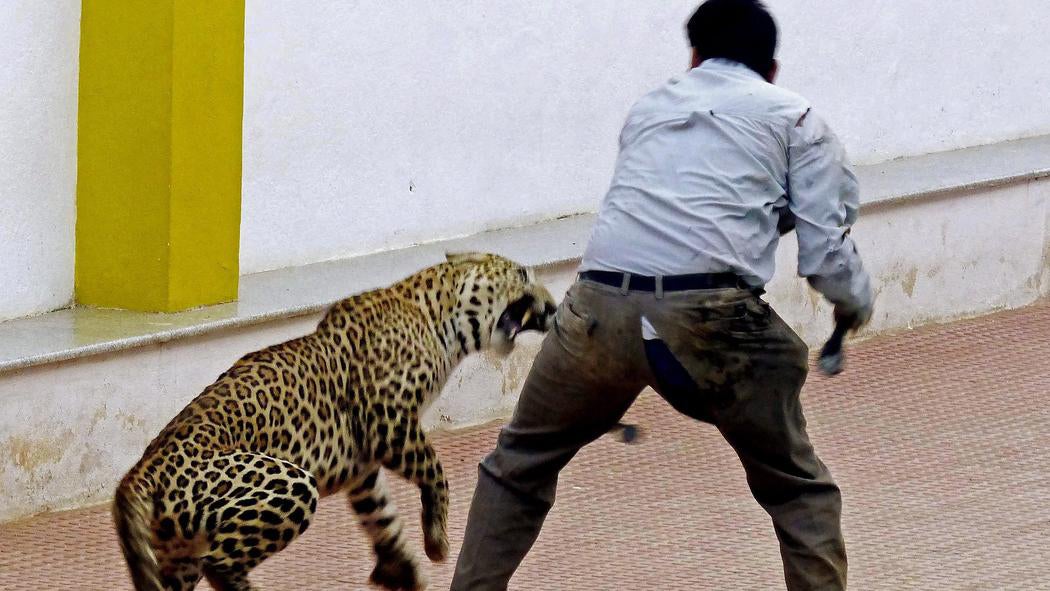 GRAPHIC: Leopard Attacks Officials in Bangalore School - Outside Online