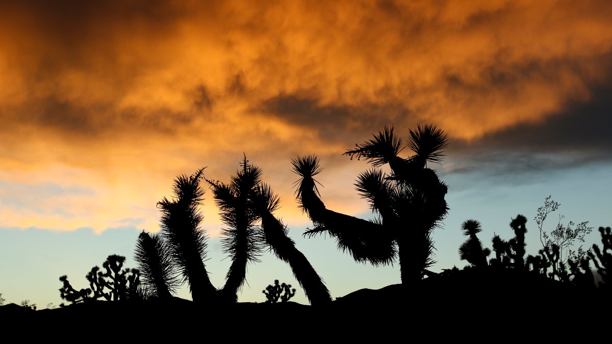 A Look at Sand to Snow, Mojave Trails, and Castle Mountains—the 3 ...