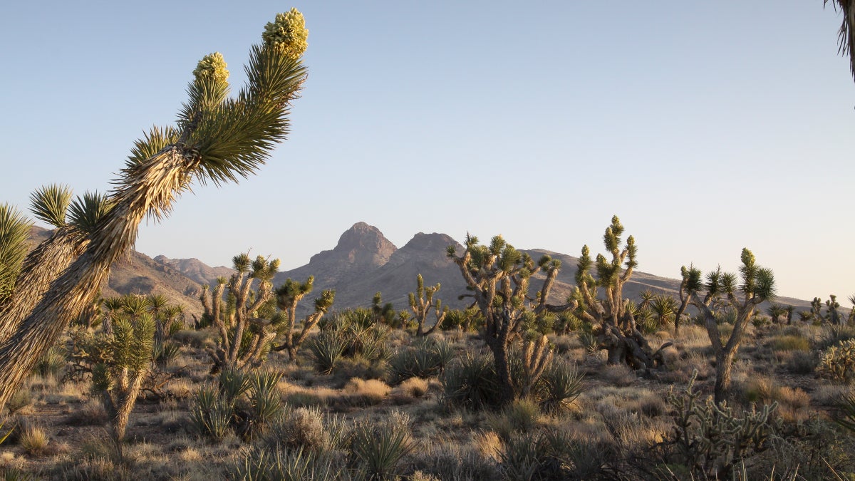 A Look at Sand to Snow, Mojave Trails, and Castle Mountains—the 3 ...