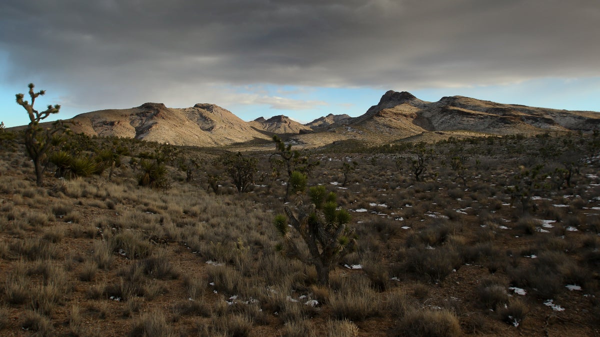 A Look at Sand to Snow, Mojave Trails, and Castle Mountains—the 3 ...
