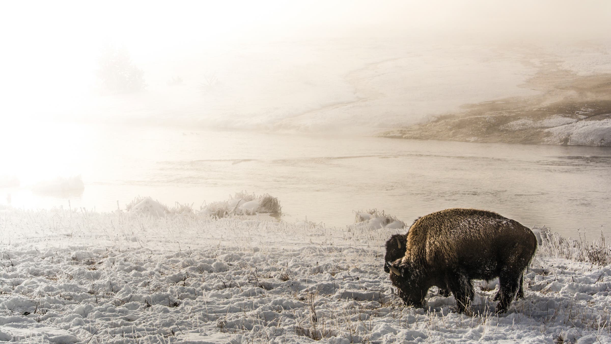 Could Yellowstone Bison Slaughters Be On the Way Out?