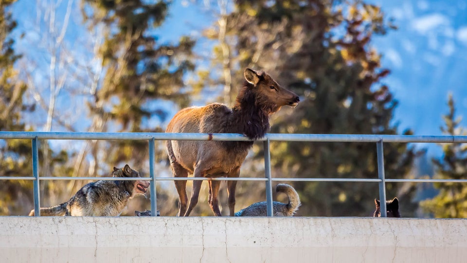 See This Wolf Pack Take Down an Elk on a Highway Overpass - Outside Online
