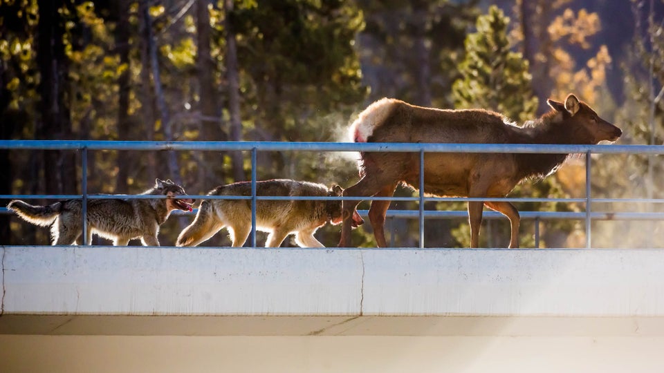 See This Wolf Pack Take Down an Elk on a Highway Overpass - Outside Online