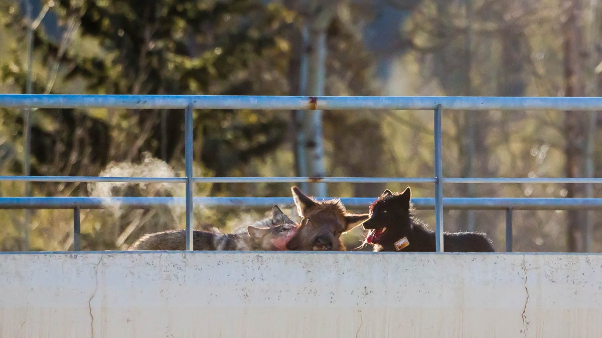 See This Wolf Pack Take Down an Elk on a Highway Overpass - Outside Online