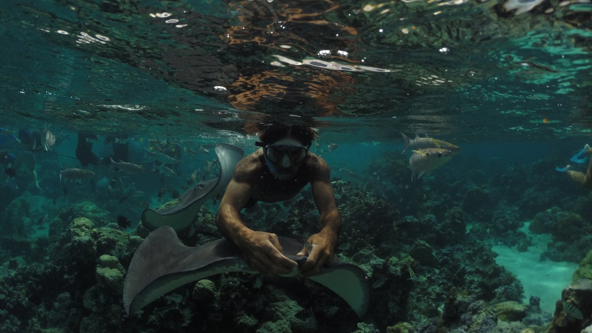 Watch Pro Surfer Mark Healey Tag Sharks for Science - Outside Online