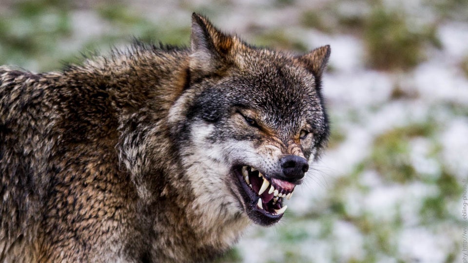 The Truth About Wolf Surplus Killing: Survival, Not Sport