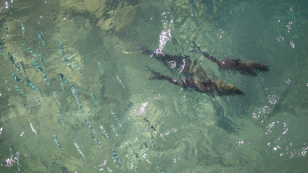 Unexplored, Imperfect, but Incredible Fishing in Samoa - Outside Online