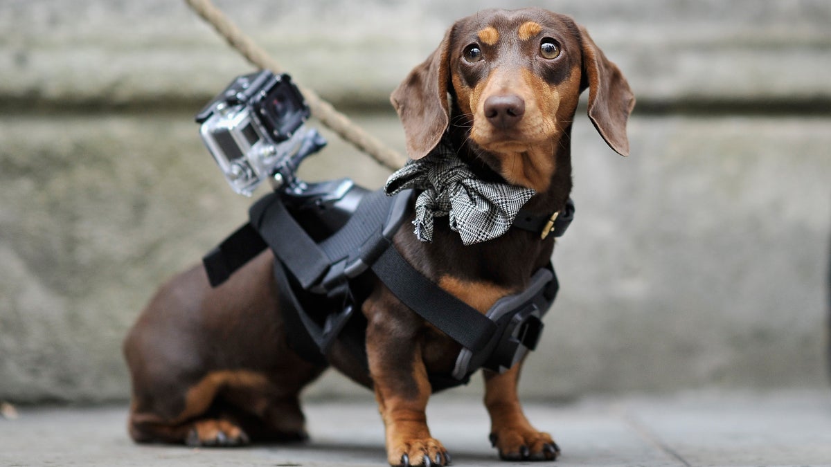 How Webcams Have Changed the Way We Interact with the Wild