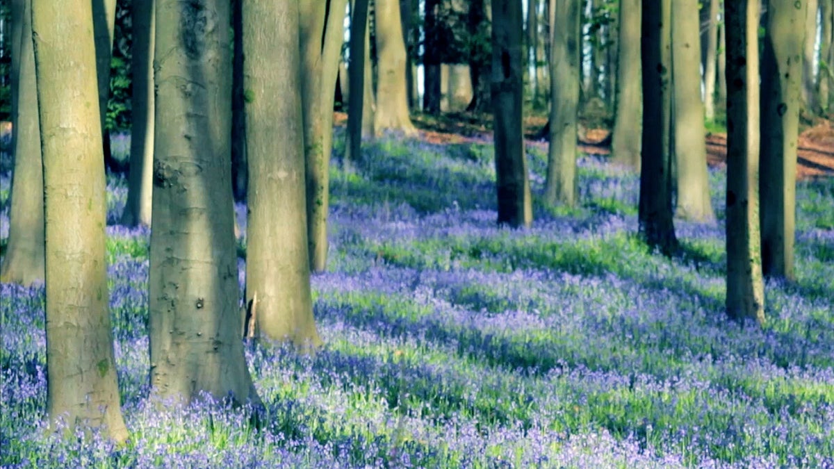 Bluebells in Full Bloom in North Somerset, England - Outside Online