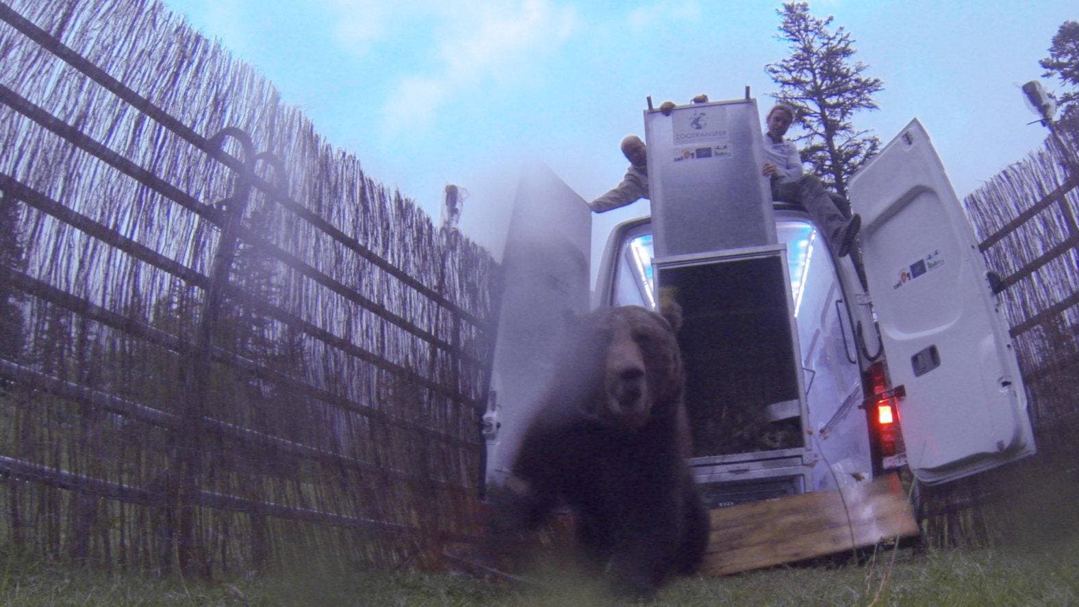 Can This Slovenian Import Fix Spain’s Bear Problem?