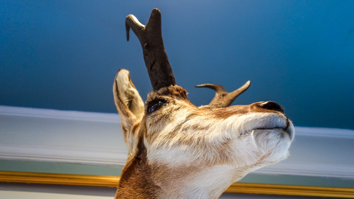 How I Earned My First Hunting Trophy