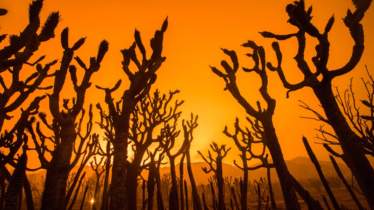 Wildfire Photos from California’s Summer Blazes - Outside Online