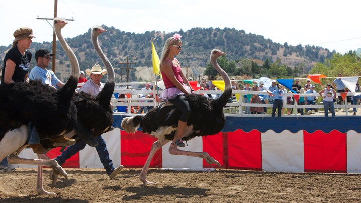 The World of Weird Competitions, from Ostrich Racing to Bog Snorkeling ...