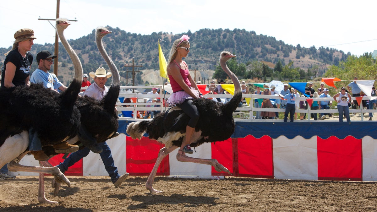 The World of Weird Competitions, from Ostrich Racing to Bog Snorkeling ...