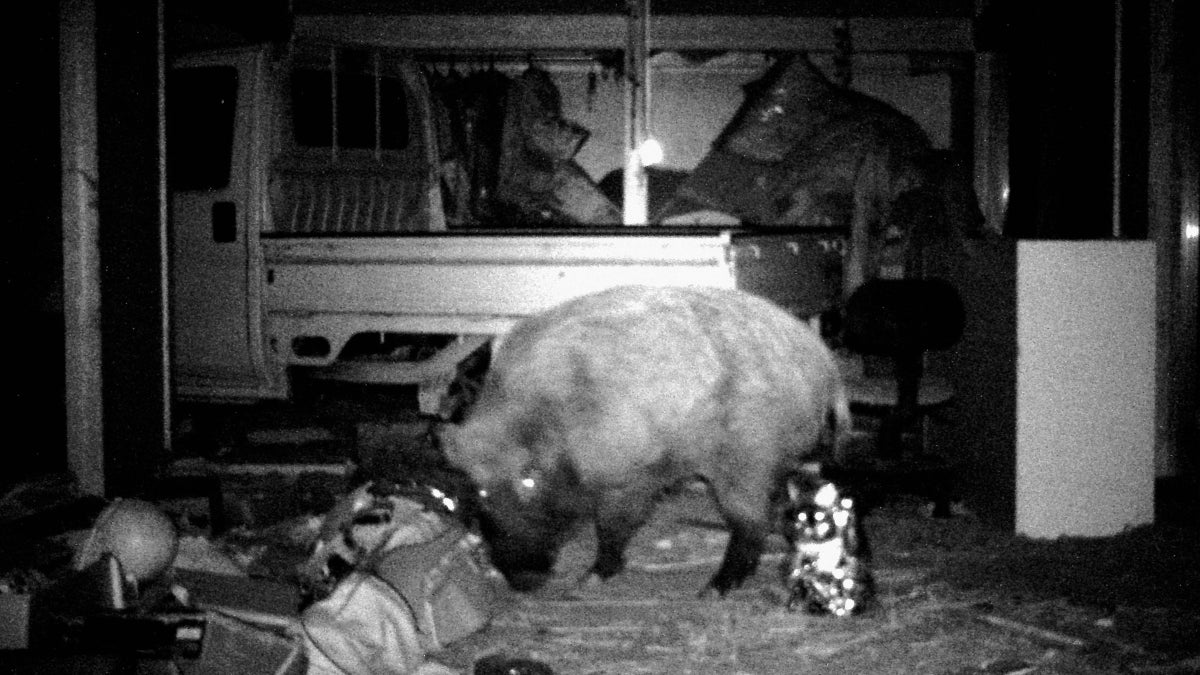 Attack of the (Radioactive) Wild Boars!