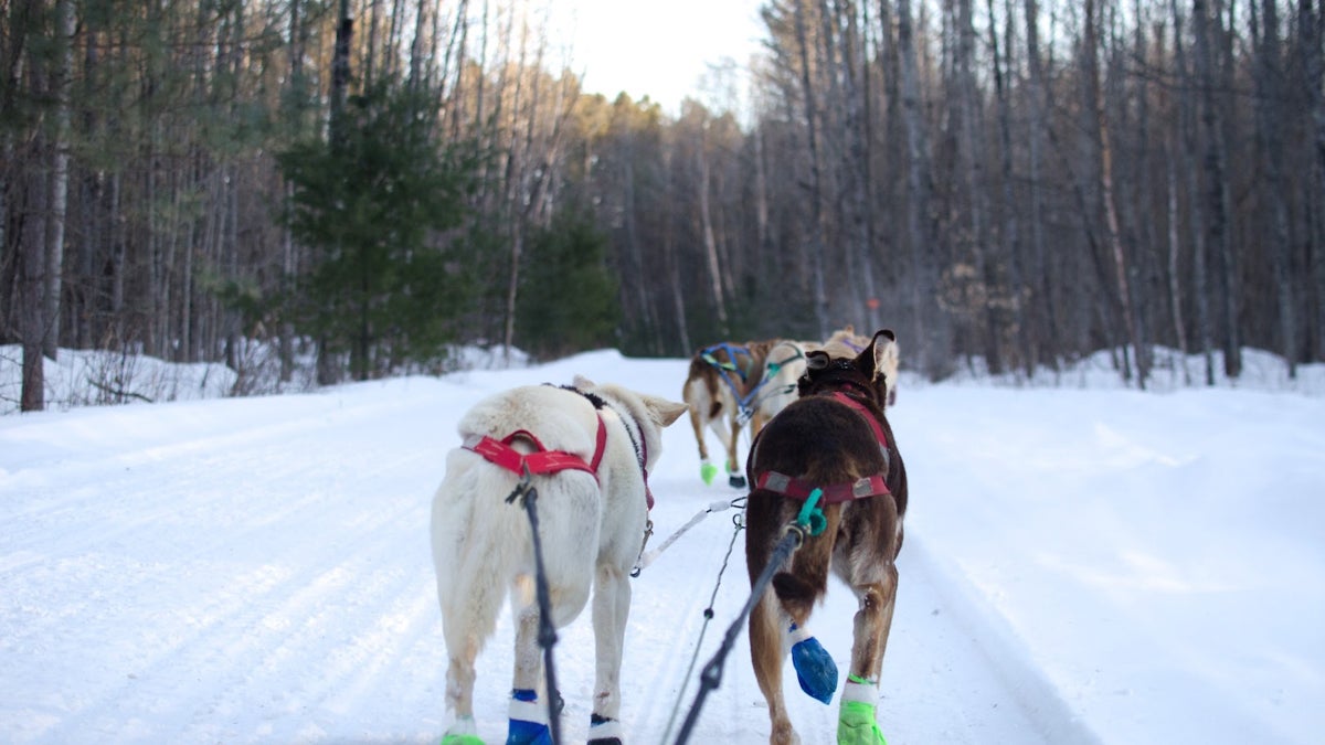 The Secret to Happiness Is the Repetition of Simple Chores. And Dogs ...