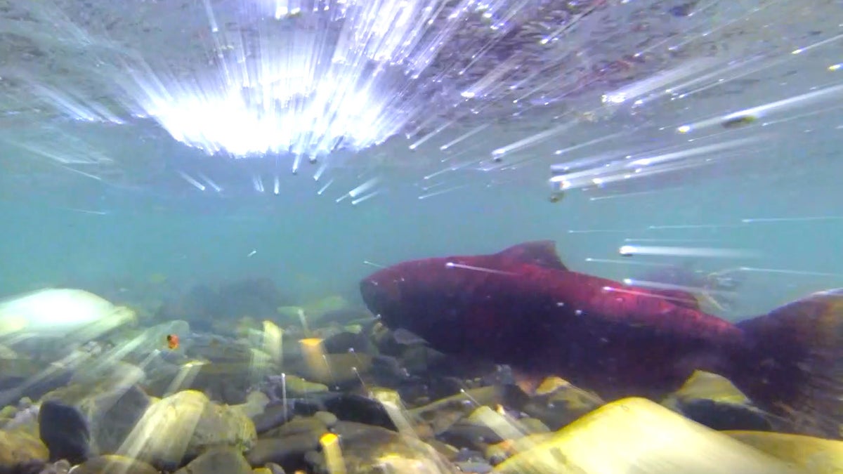 'The Super Salmon': A Film About an Incredibly Resilient Fish - Outside ...