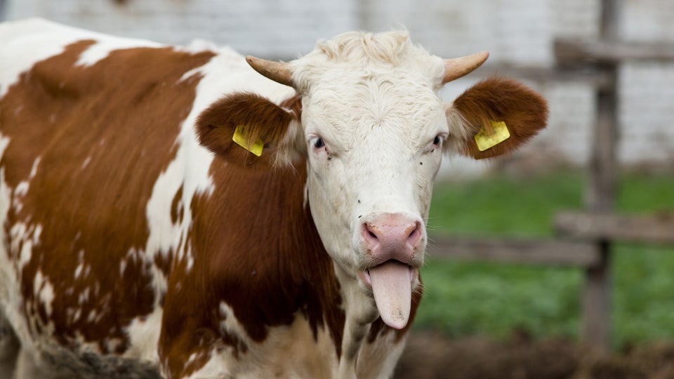 The Battle Over the Word 'Milk'