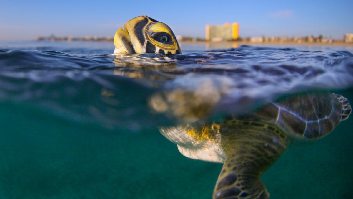 Our Favorite Finalists from Smithsonian’s Annual Photo Contest ...