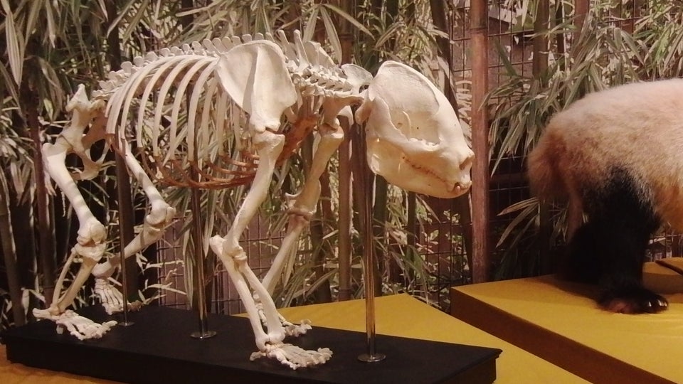 It’s Time to Let Certain Animals Go Extinct