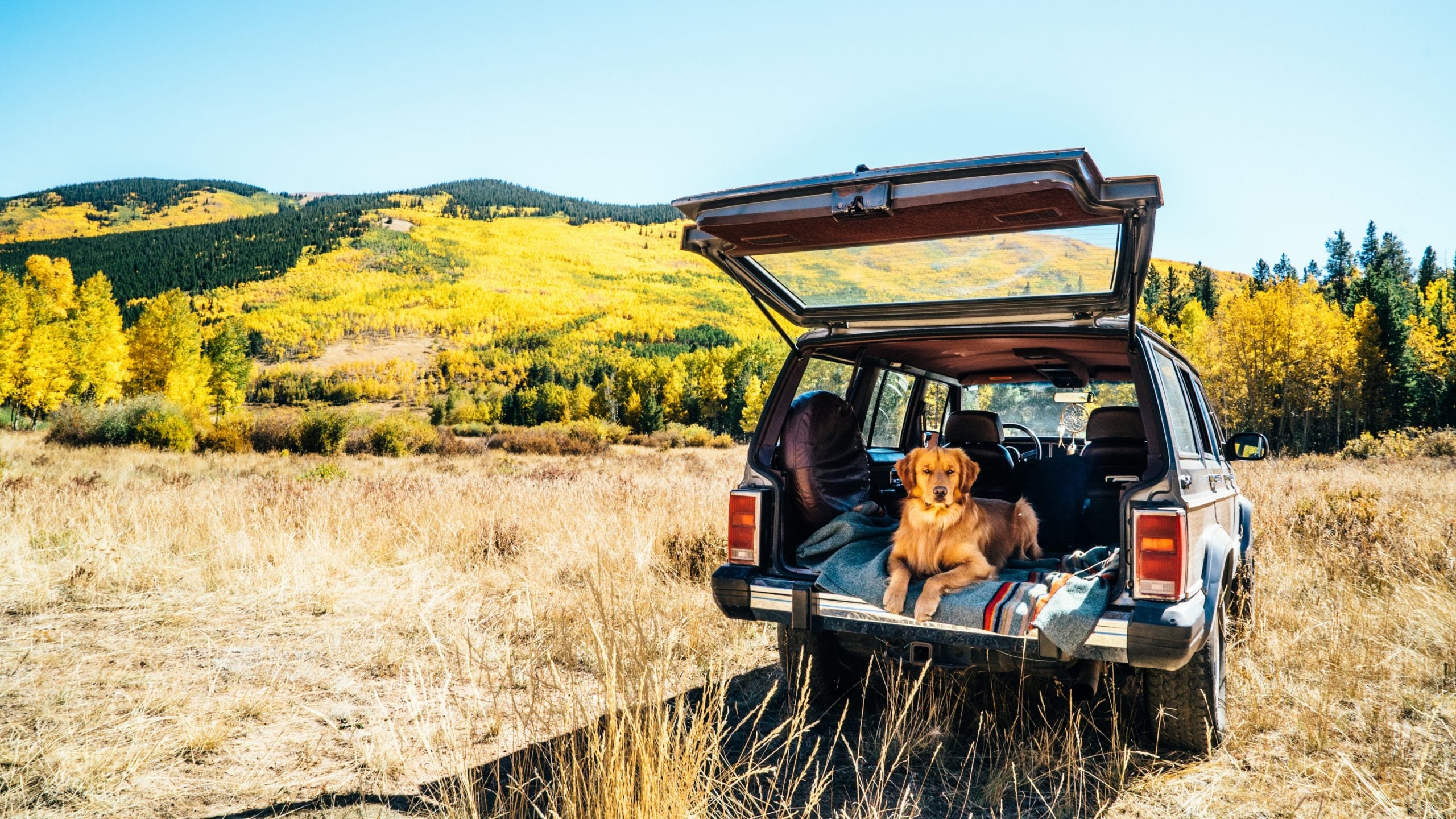 The Adventure Dogs of Instagram