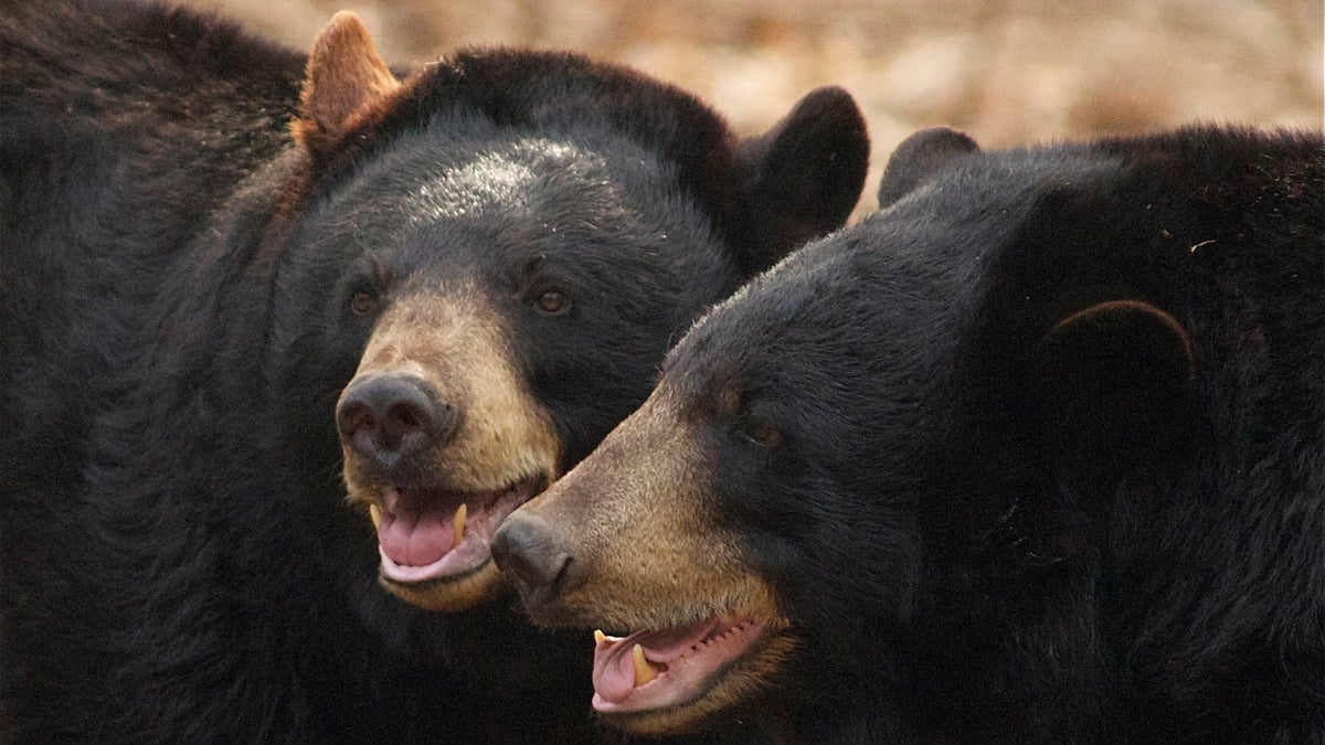 Reminder: Humans Have the Ability to Easily Deal with Bears