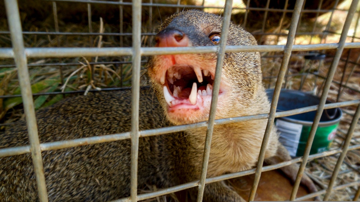 The Fine Art of Weaponizing Critters - Outside Online