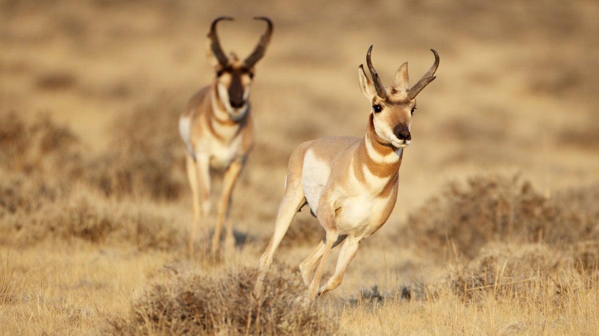 Can Humans Outrun Antelope? - Outside Online