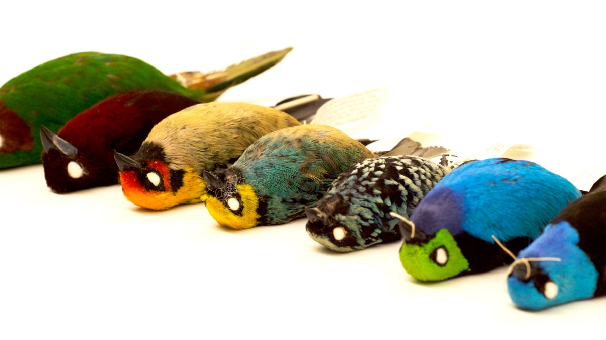 An Ornithologist Reads 'The Feather Thief'