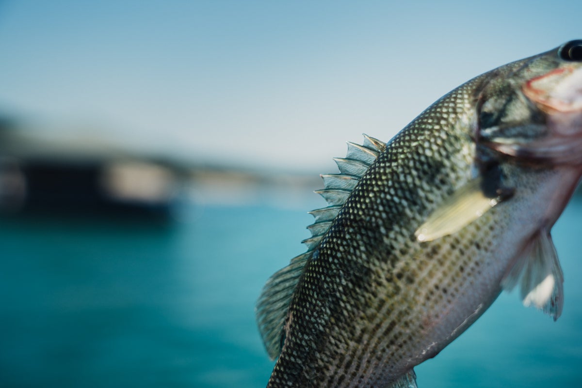 Catch and Release with the World's Best Bass Fishermen - Outside Online